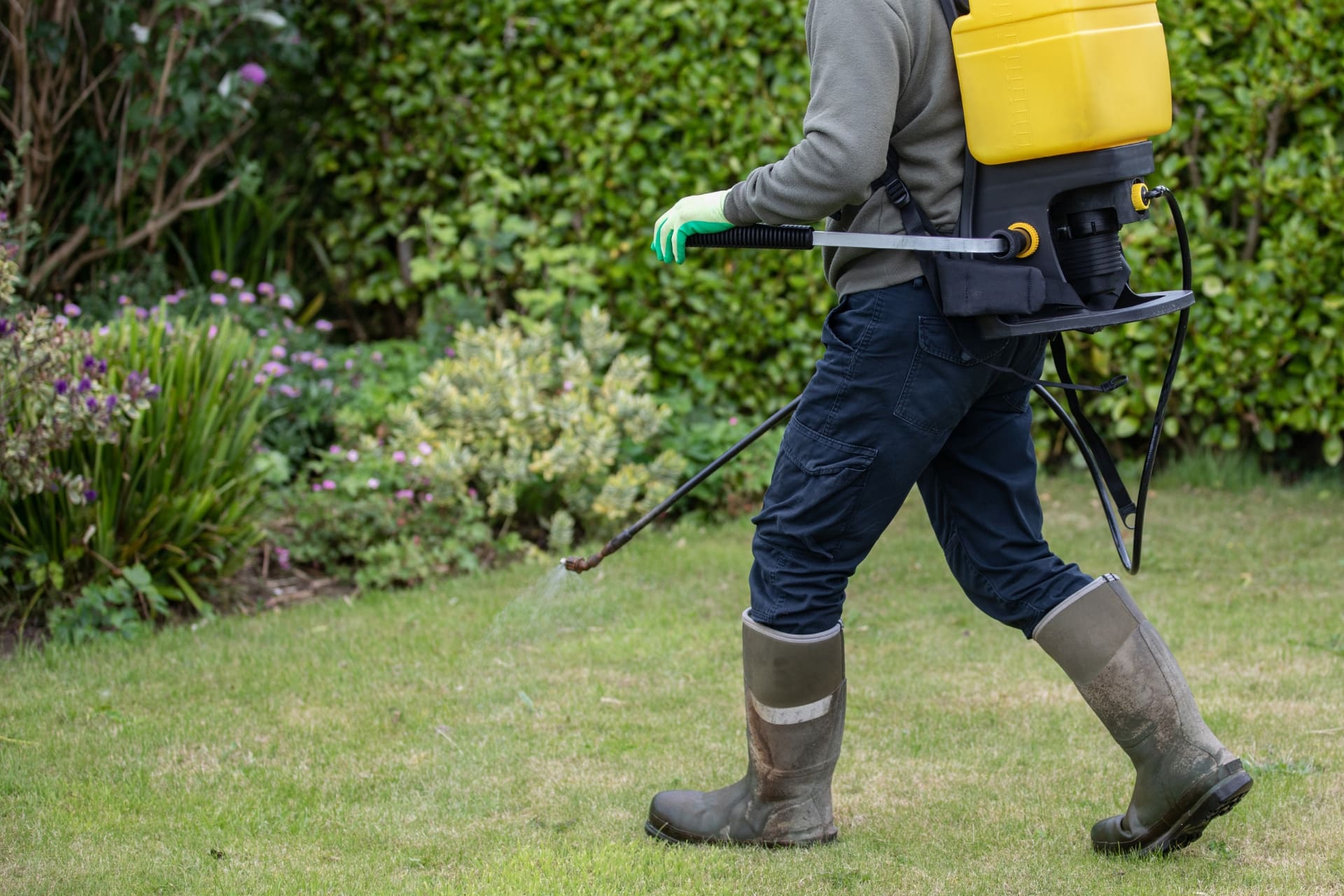 Struggling with Weeds? How a Lawn Care Program Can Keep Your Lawn Weed ...